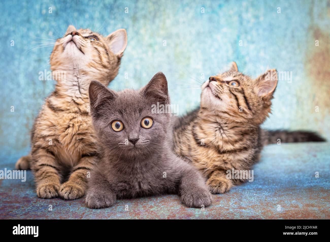 Three cute kittens, one gray and two striped, sit next to each other on ...