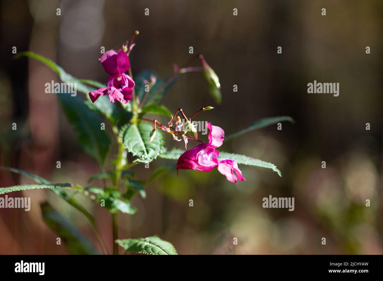 The pink flower Impatiens glandulifera Royle grows in the forest. Close ...