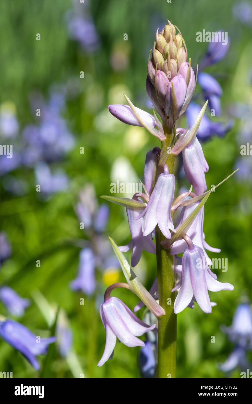Close up of a pink Spanish bluebell (hyacinthoides hispanica) flower in ...