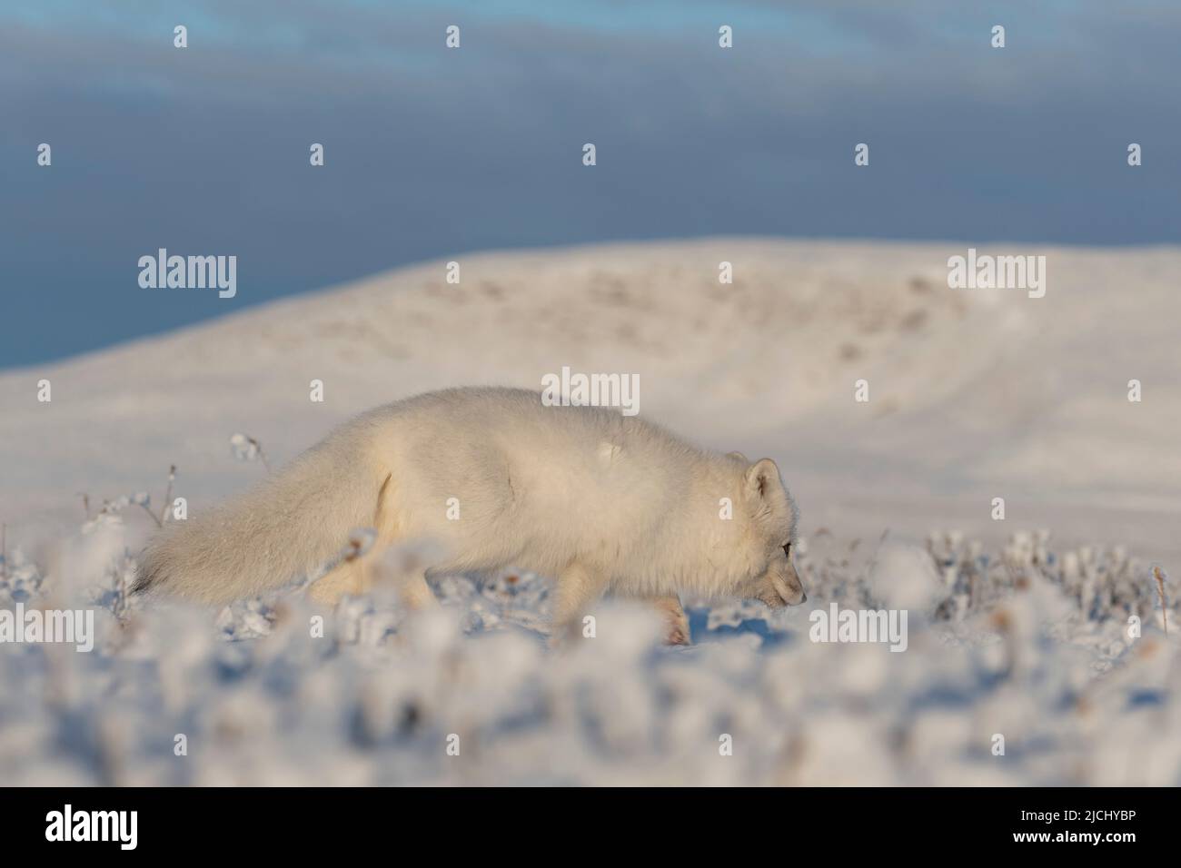 Wild arctic fox (Vulpes Lagopus) in tundra in winter time. White arctic ...