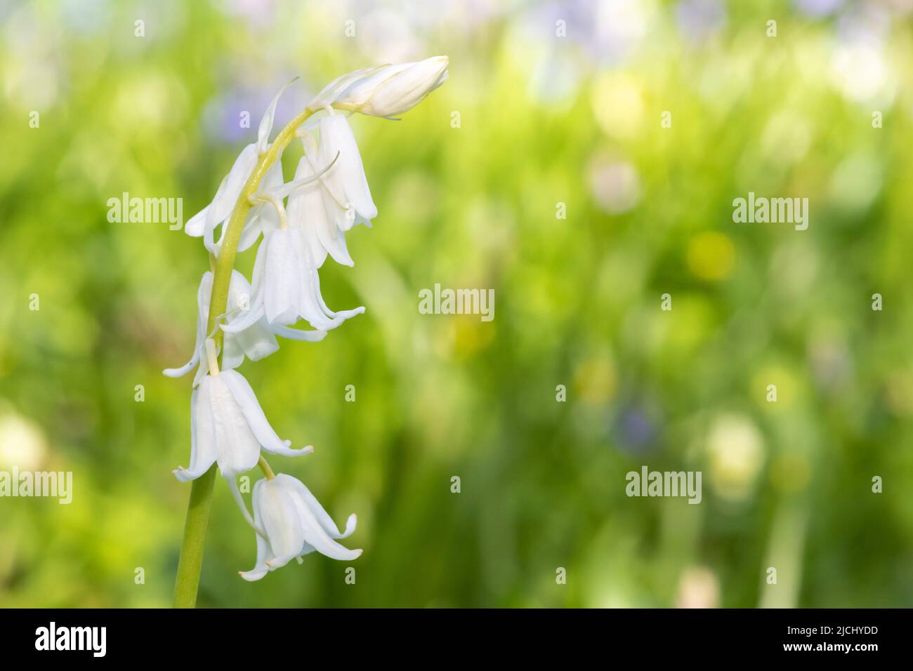 Close up of a white Spanish bluebell (hyacinthoides hispanica) flower ...