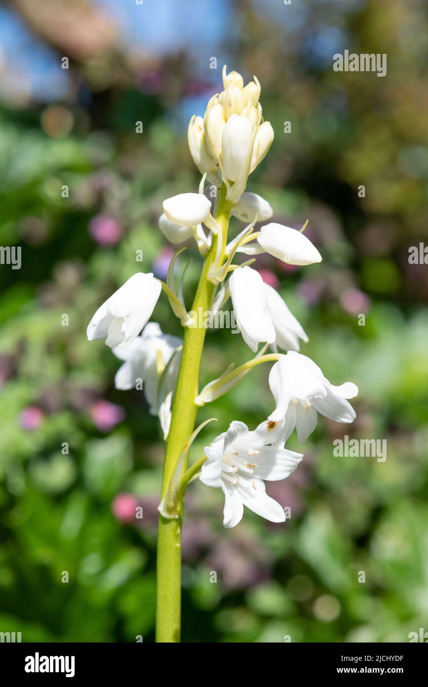 Close up of a white Spanish bluebell (hyacinthoides hispanica) flower ...