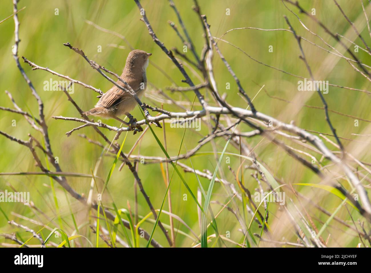 Rusty nightingale hi-res stock photography and images - Alamy