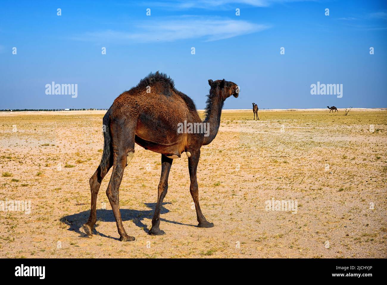 Black camel in the desert. Oman Stock Photo - Alamy