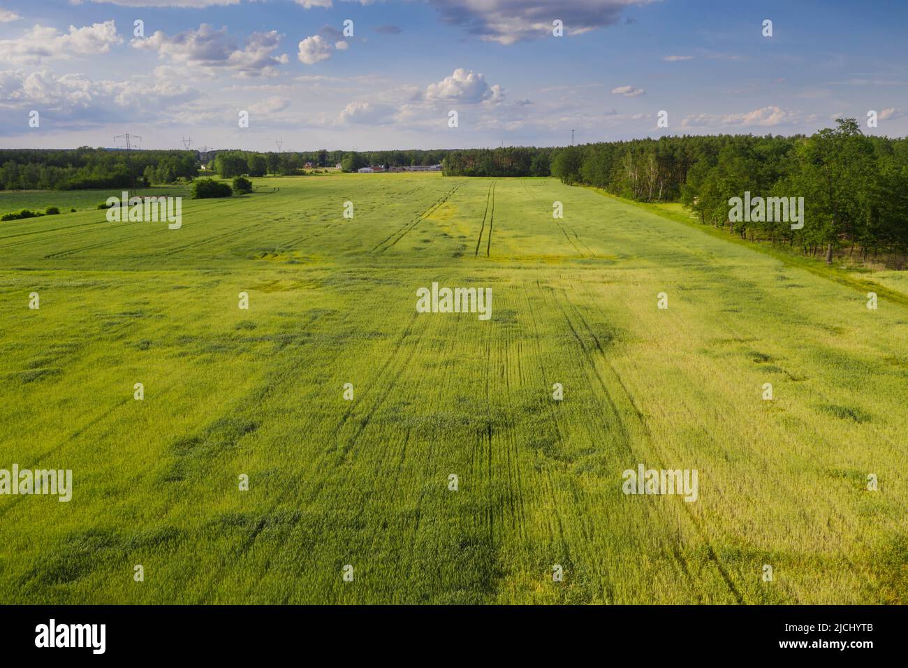 Plain tree High Resolution Stock Photography and Images - Alamy
