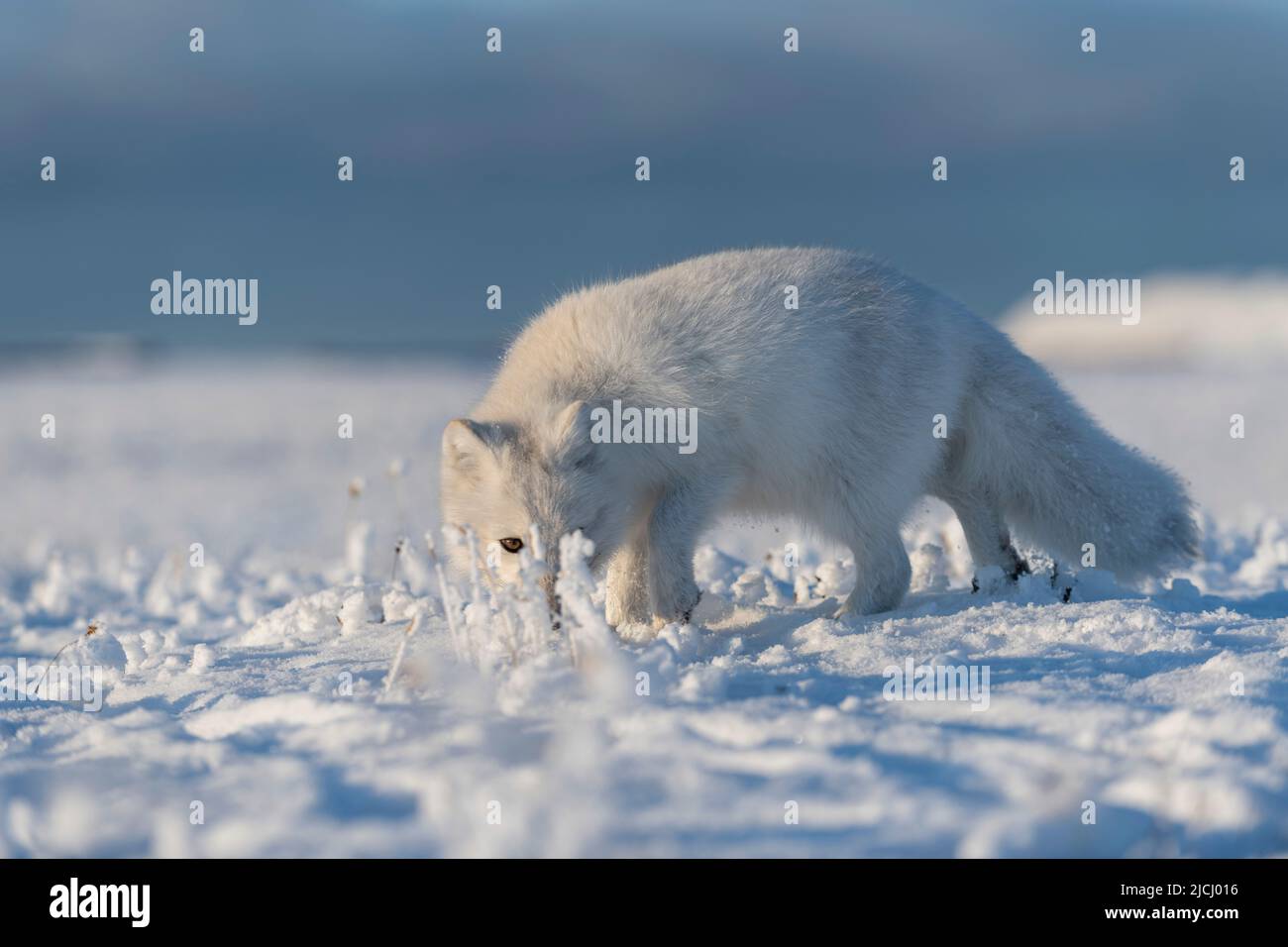 Wild arctic fox (Vulpes Lagopus) in tundra in winter time. White arctic ...