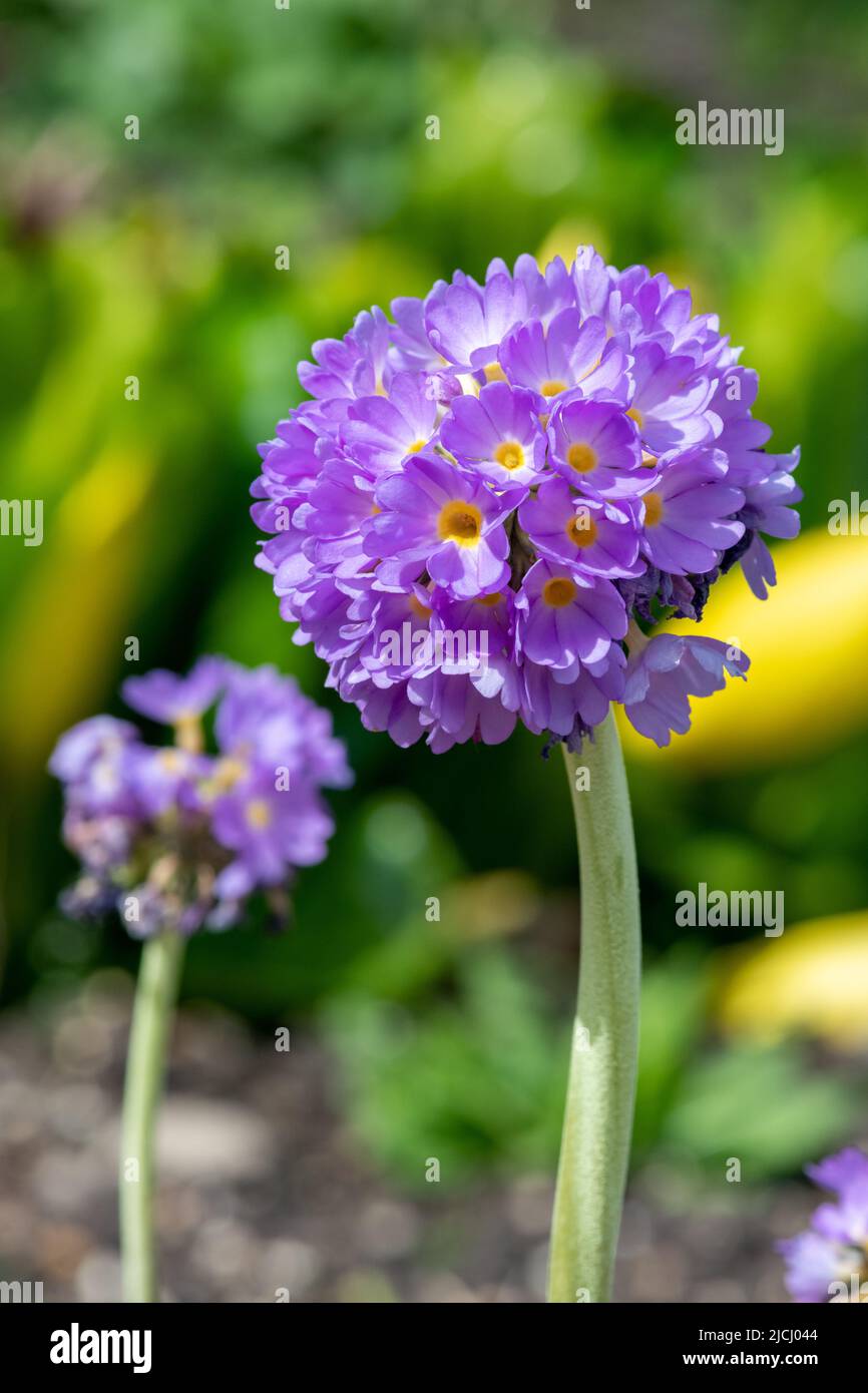 Close up of pink drumstick primula (primula denticulata) flowers in ...