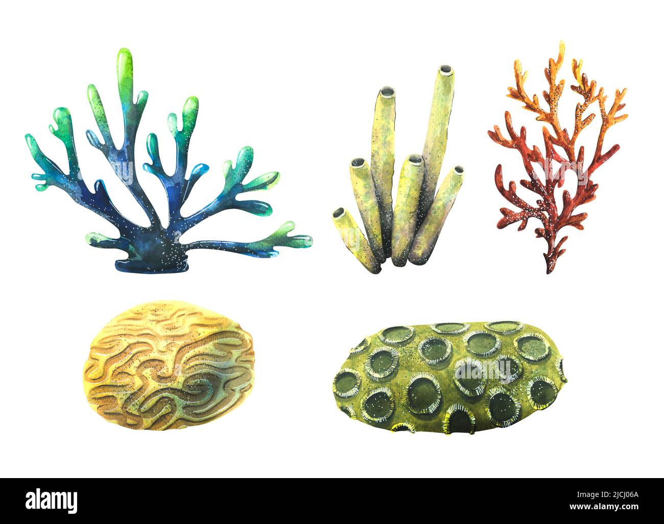 Watercolor illustration of a set of sea corals and sponges. For ...