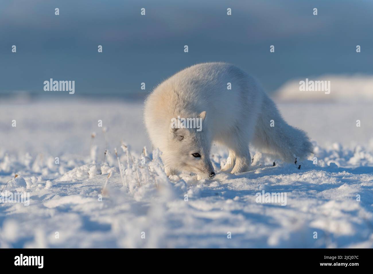 Wild arctic fox (Vulpes Lagopus) in tundra in winter time. White arctic ...