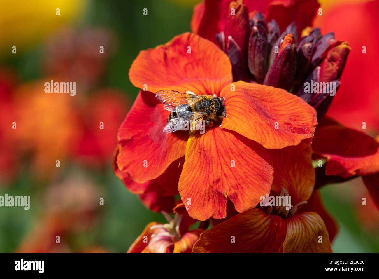 Macro shot of a bee pollinating red wallflowers in bloom Stock Photo ...