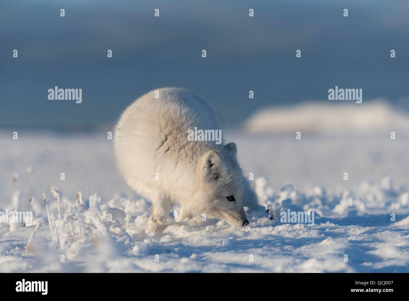 Wild arctic fox (Vulpes Lagopus) in tundra in winter time. White arctic ...