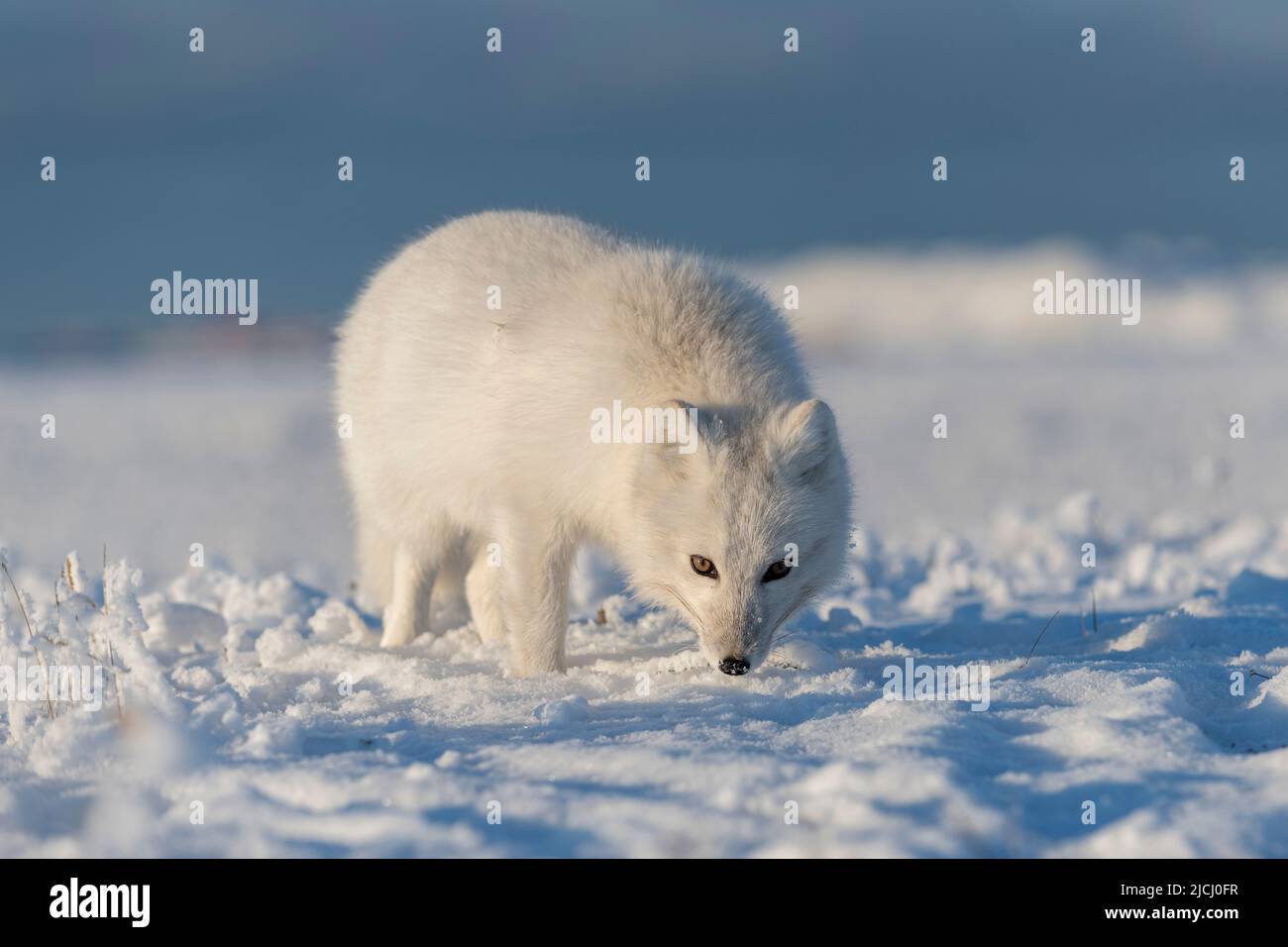 Wild arctic fox (Vulpes Lagopus) in tundra in winter time. White arctic ...