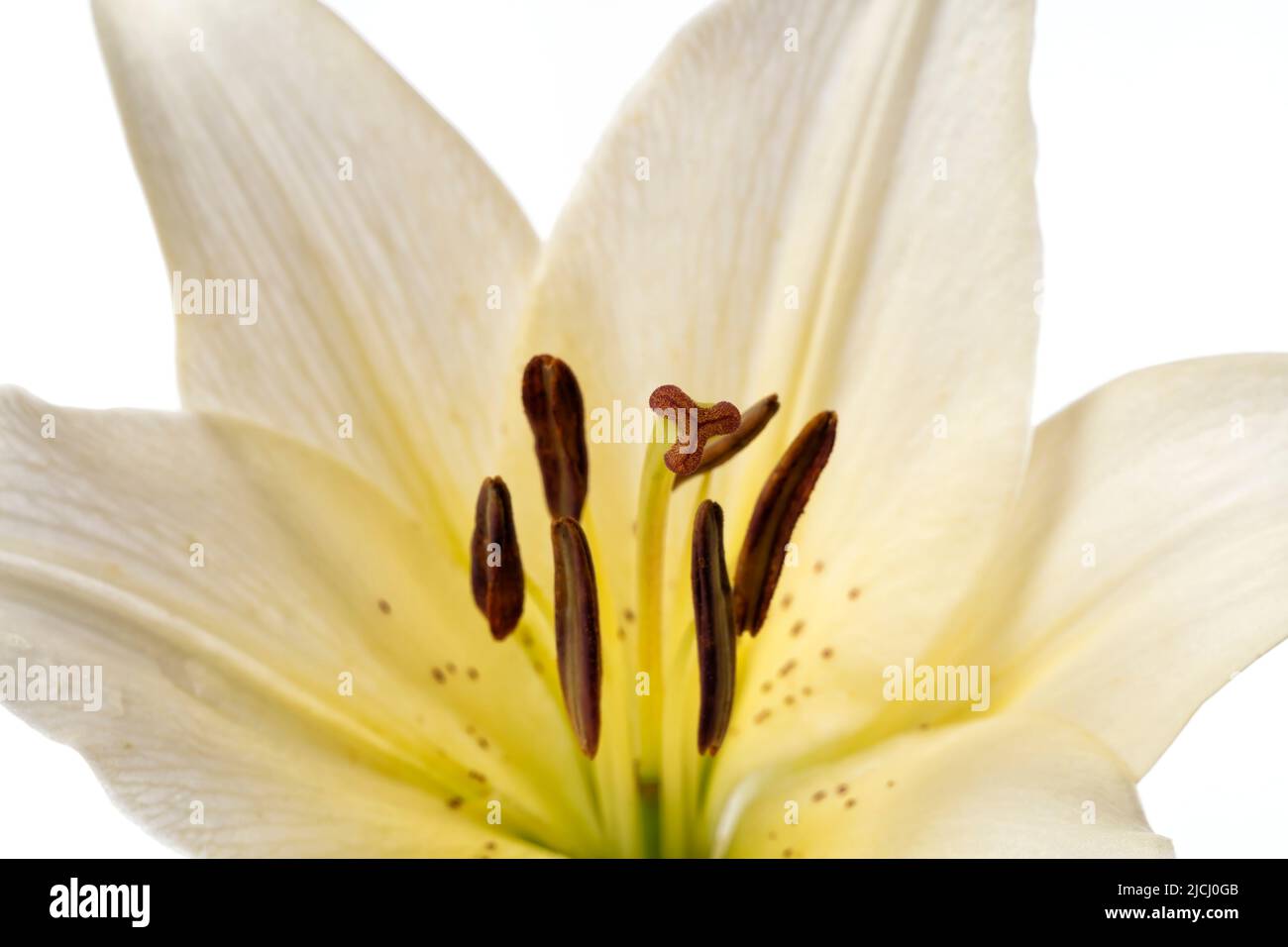 Macro detail of a white Lilium Bulbiferum isolated on white background ...