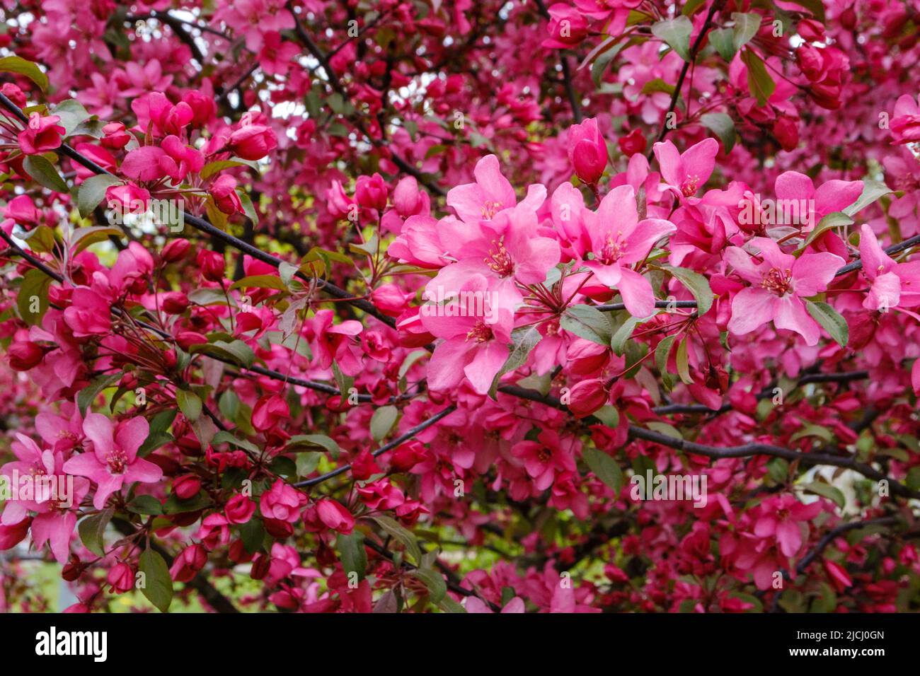 Beautiful pink sakura blossom in the city park. Close-up of sakura ...