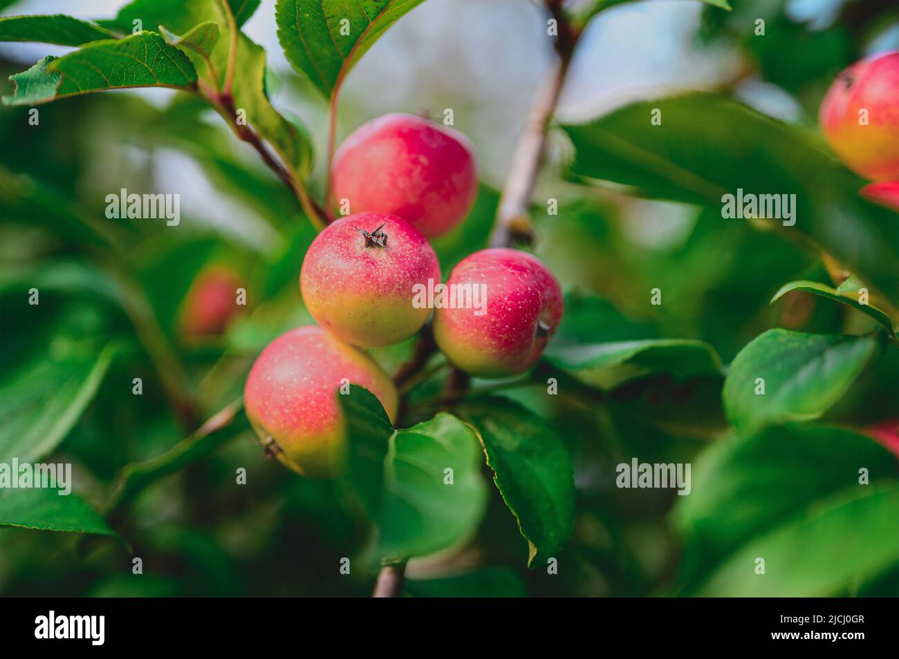 ripe pink or red apple fruits hanging on an apple tree branch in late ...