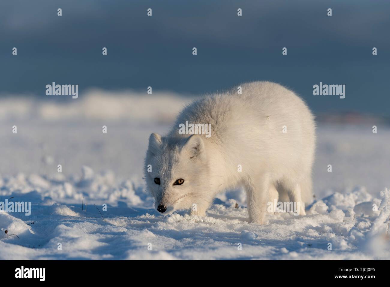 Wild arctic fox (Vulpes Lagopus) in tundra in winter time. White arctic ...