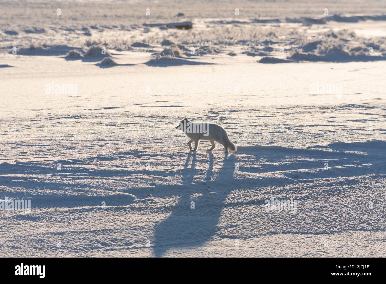 Wild arctic fox (Vulpes Lagopus) in tundra in winter time. White arctic ...