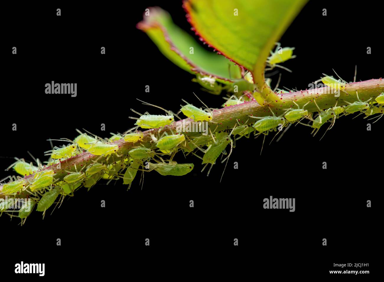 Black lice on leaf hi-res stock photography and images - Alamy