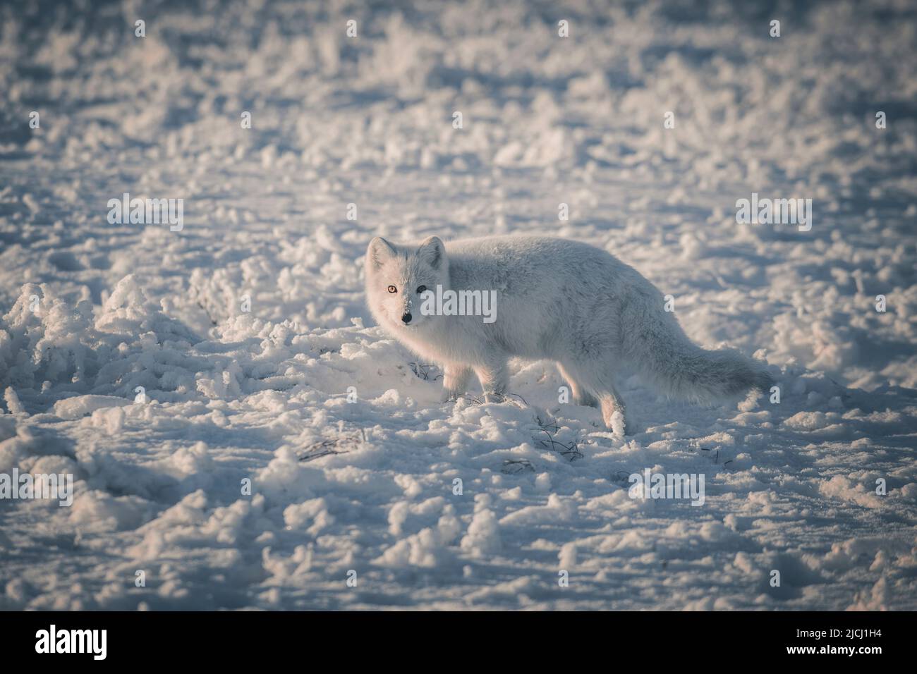 Wild arctic fox (Vulpes Lagopus) in tundra in winter time. White arctic ...
