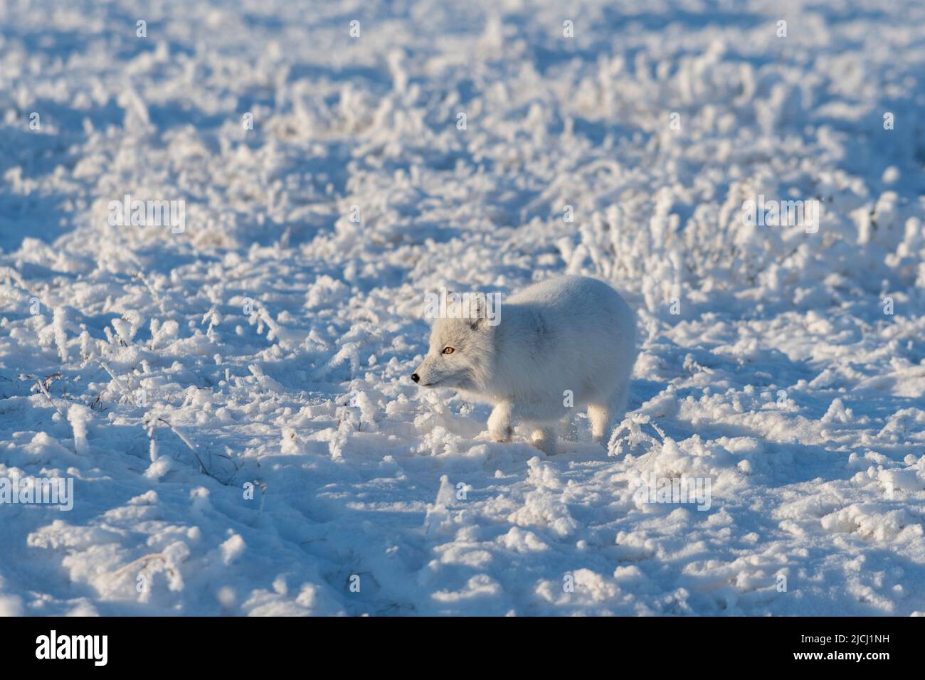 Wild arctic fox (Vulpes Lagopus) in tundra in winter time. White arctic ...