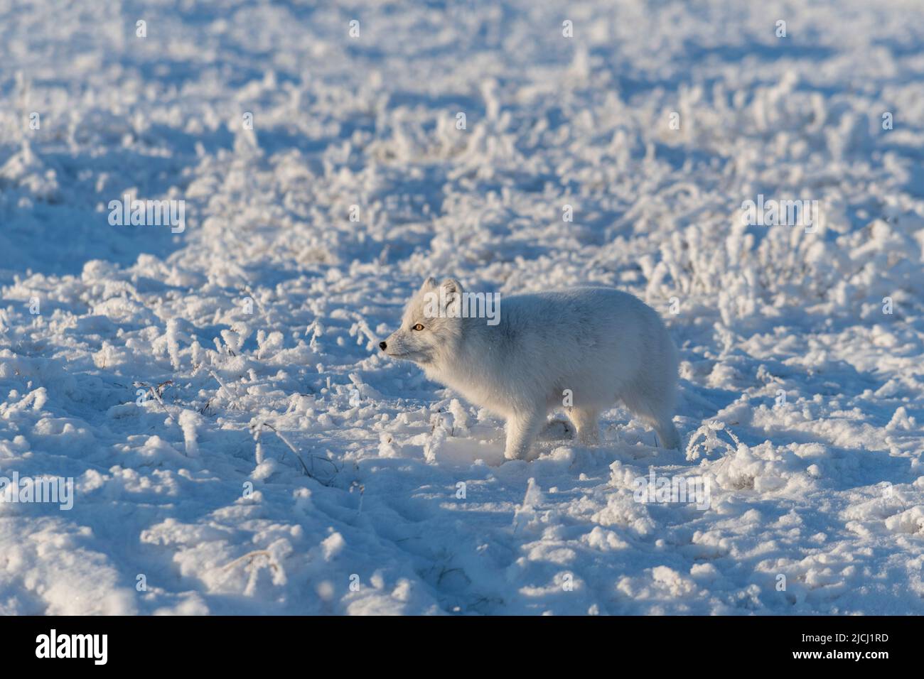 Wild arctic fox (Vulpes Lagopus) in tundra in winter time. White arctic ...