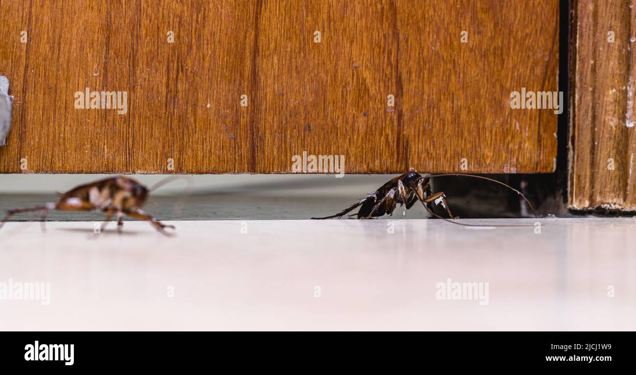 red cockroach passing through door, insect invading house, cockroach ...