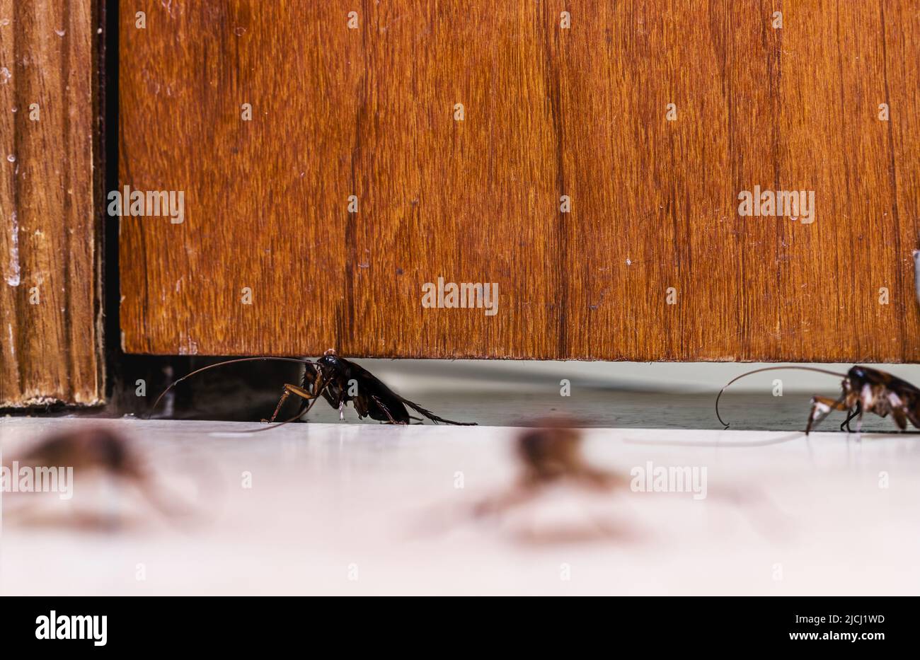 red cockroach passing through door, insect invading house, cockroach ...