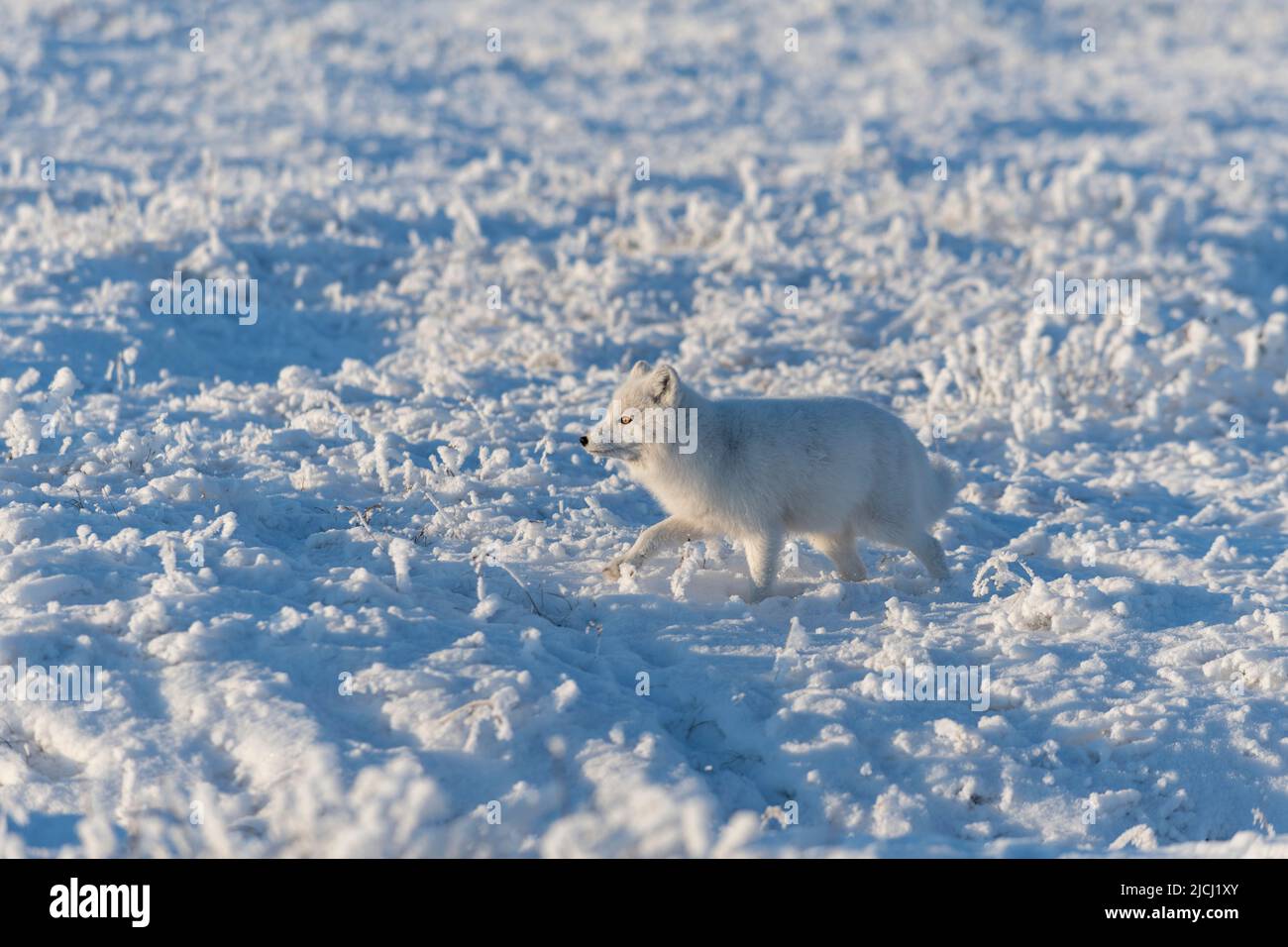 Wild arctic fox (Vulpes Lagopus) in tundra in winter time. White arctic ...