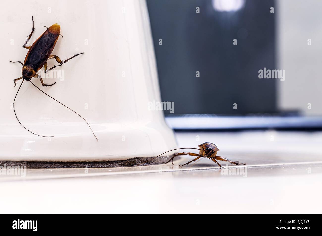 red homemade cockroach inside the bathroom, crawling on the floor ...