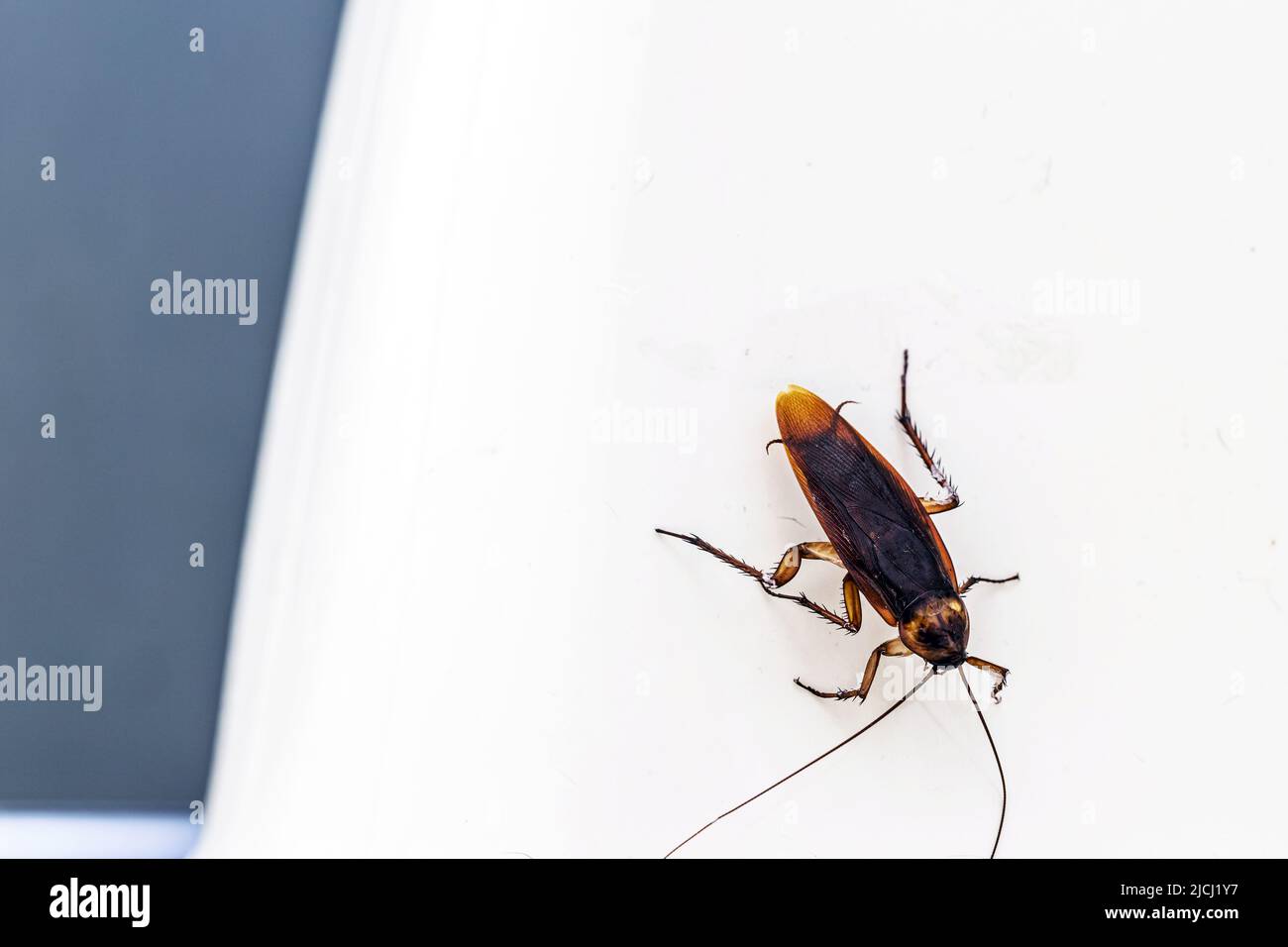 red homemade cockroach inside the bathroom, crawling on the floor ...