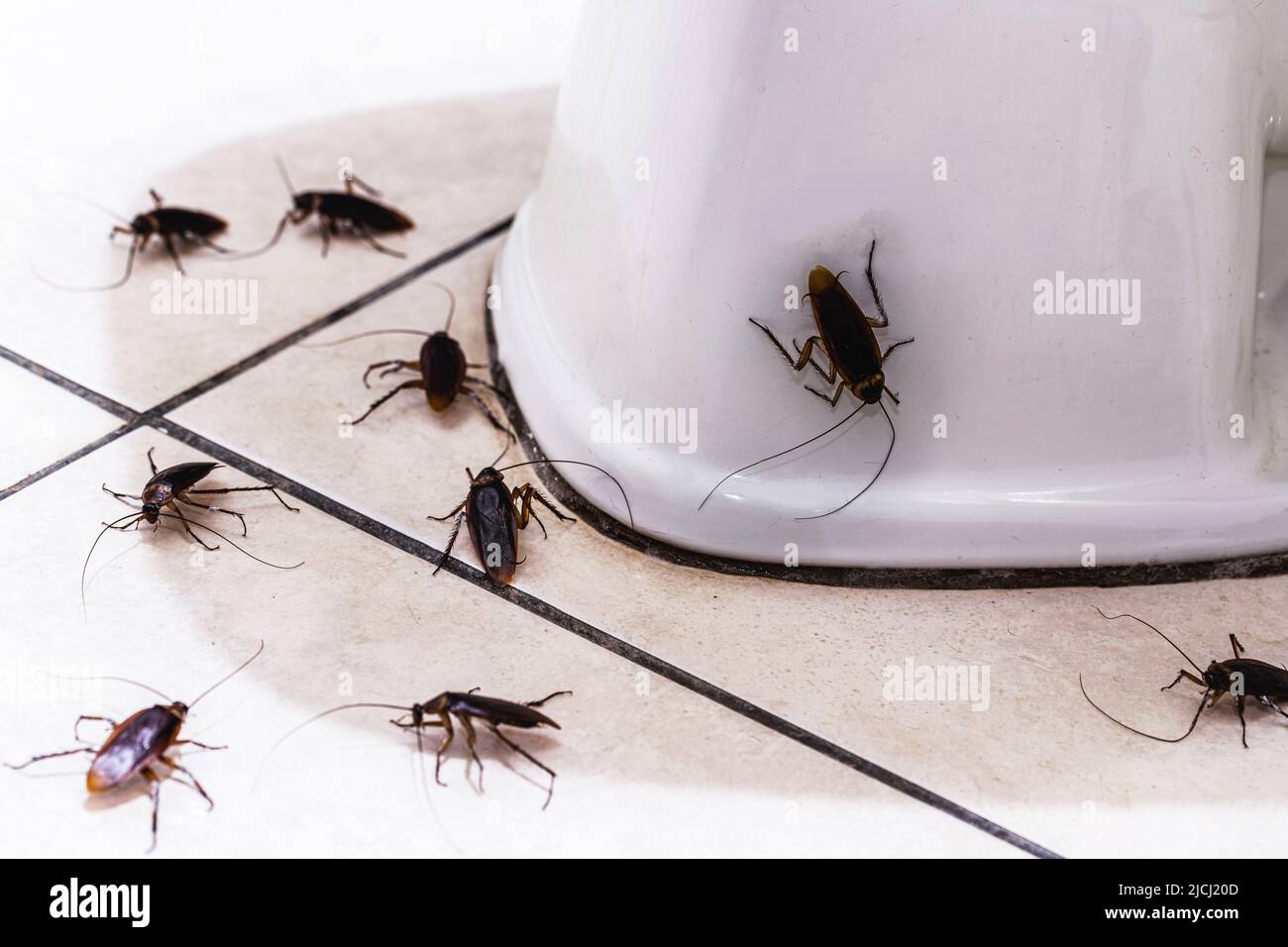 cockroaches running on the bathroom floor, insect infestation in the ...