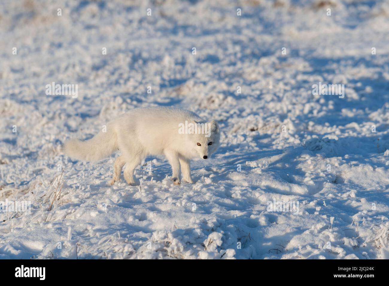 Wild arctic fox (Vulpes Lagopus) in tundra in winter time. White arctic ...