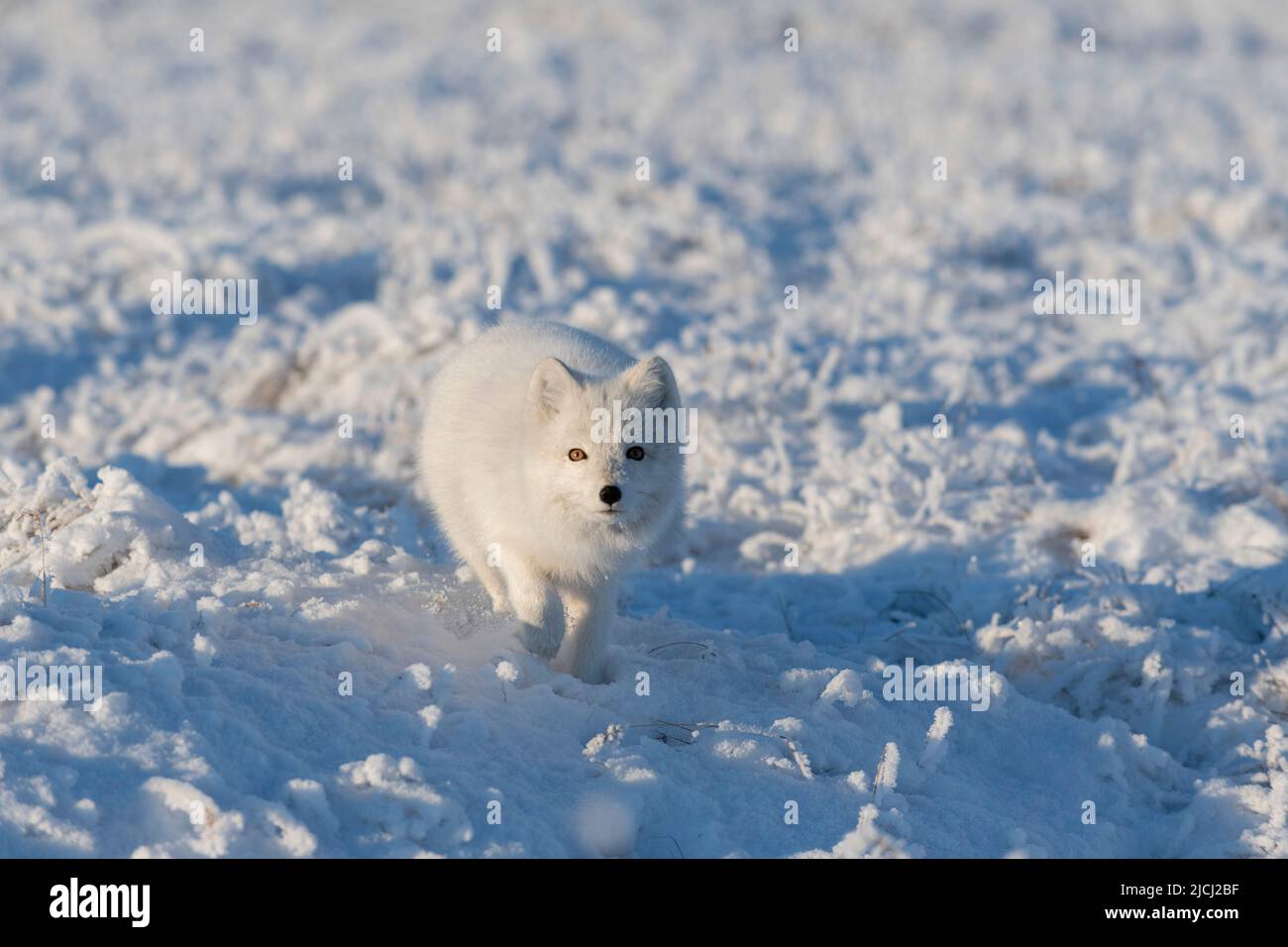 Wild arctic fox (Vulpes Lagopus) in tundra in winter time. White arctic ...