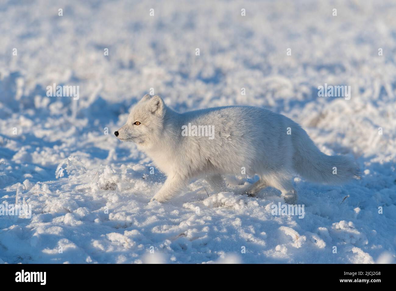 Wild arctic fox (Vulpes Lagopus) in tundra in winter time. White arctic ...