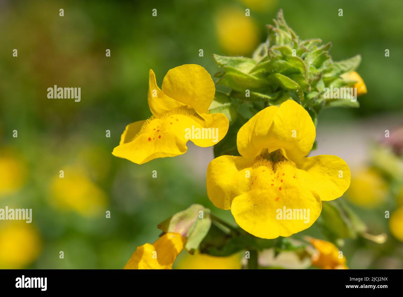 Close up of yellow monkeyflowers (erytrhanthe guttata) in bloom Stock ...