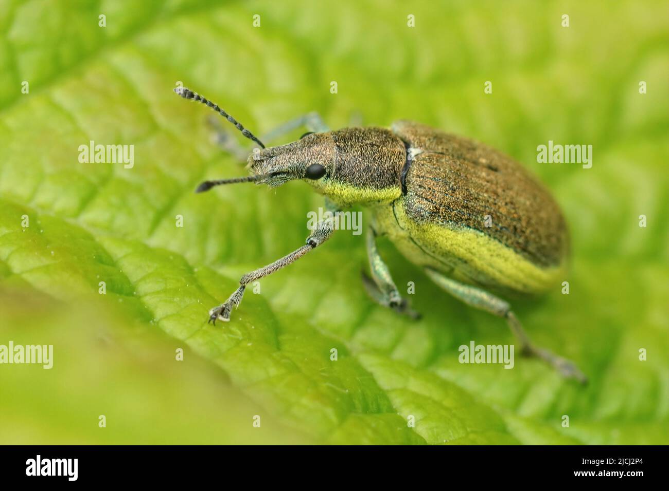 Closeup on a Yellow banded leaf weevil, Chlorophanus viridis sitting on ...