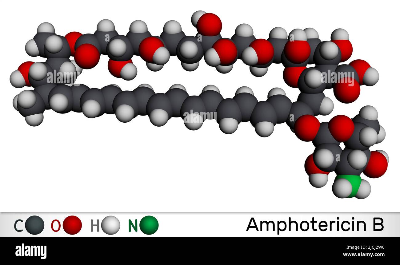 Amphotericin B molecule. It is antifungal used to treat fungal ...