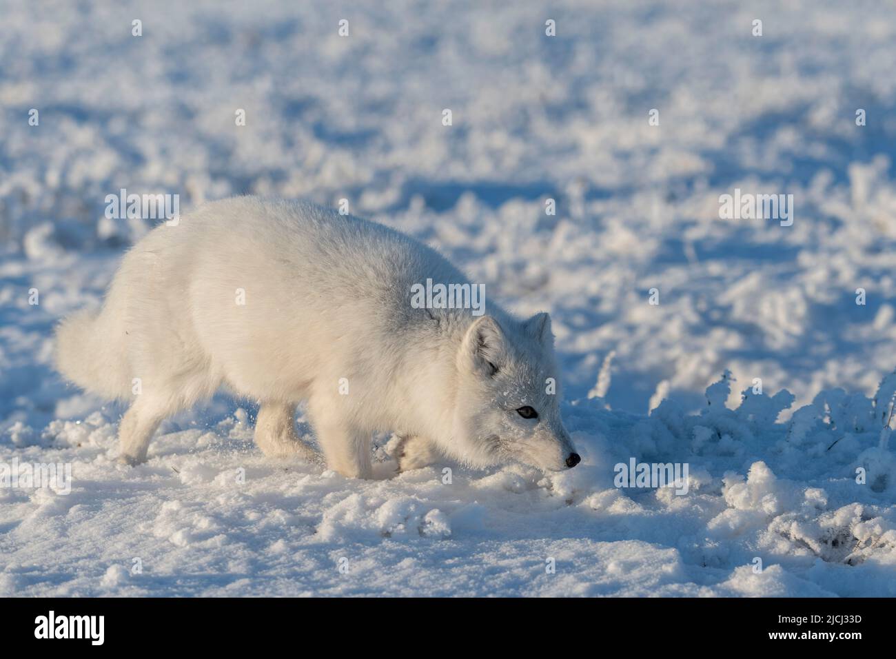 Wild arctic fox (Vulpes Lagopus) in tundra in winter time. White arctic fox Stock Photo - Alamy