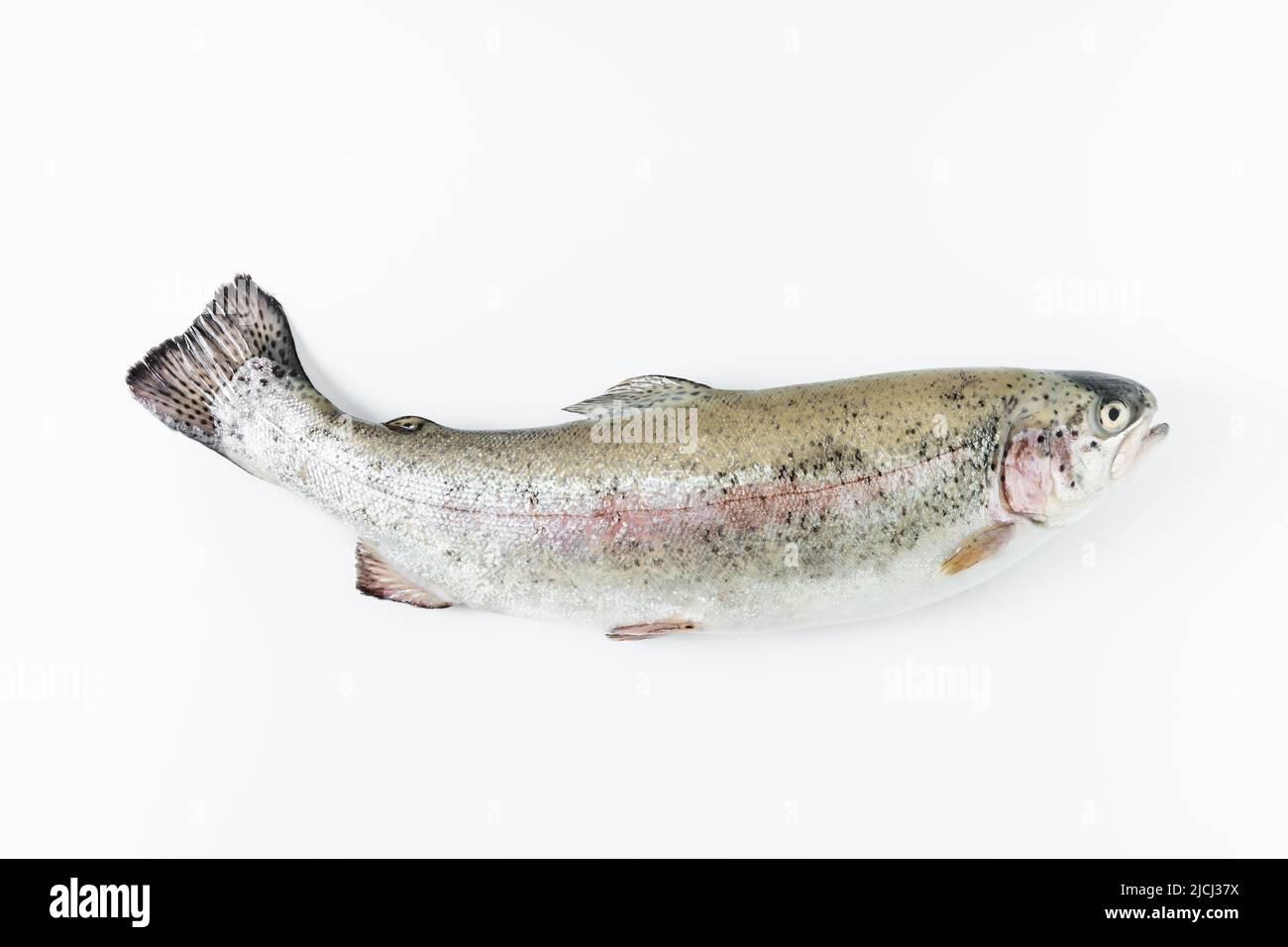 Rainbow trout on a white background Stock Photo - Alamy