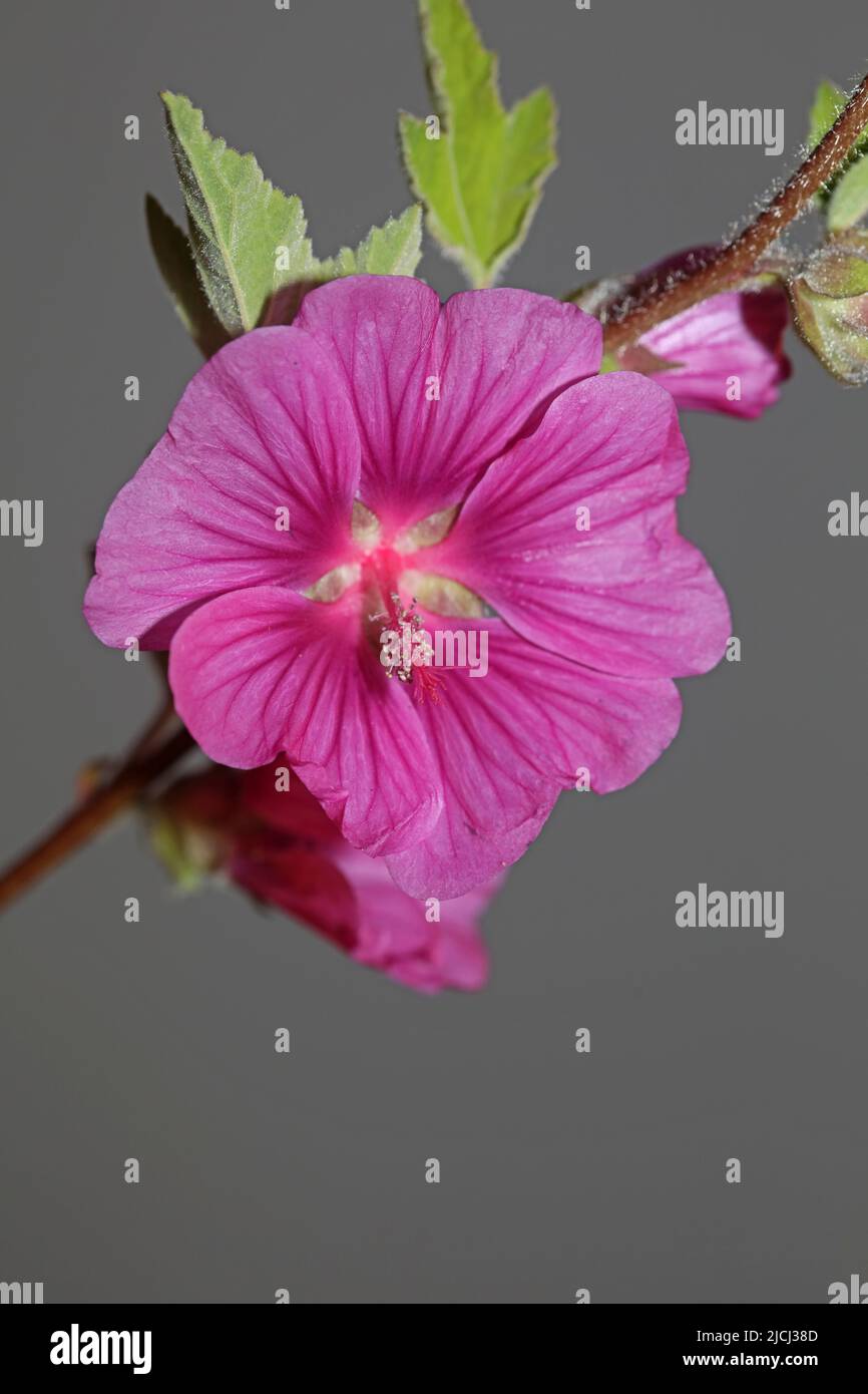 Purple wild flower blossom close up malva arborea family malvaceae ...