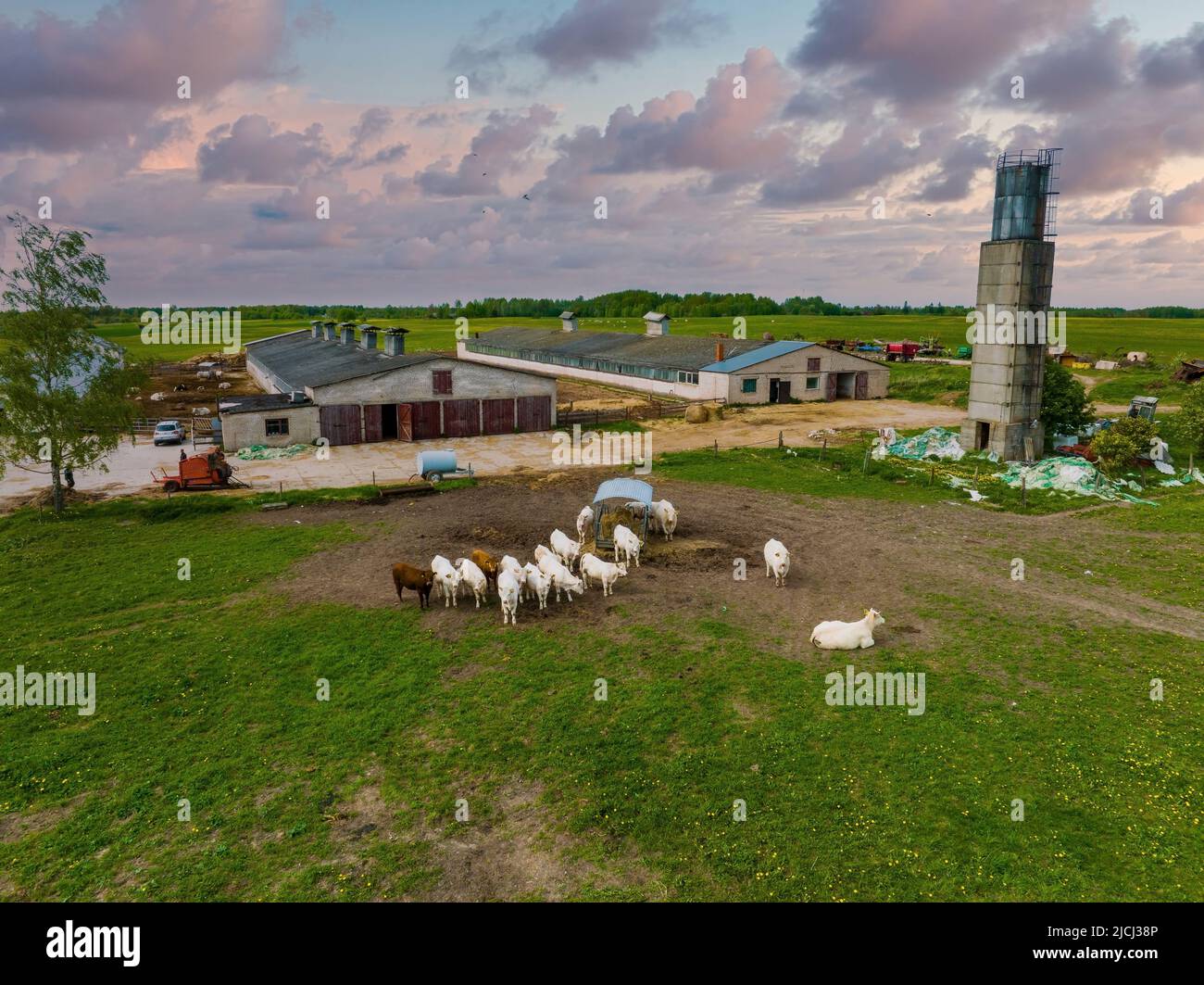 Aerial view of many oxen grazing on sunny summer day on feedlot cattle ...