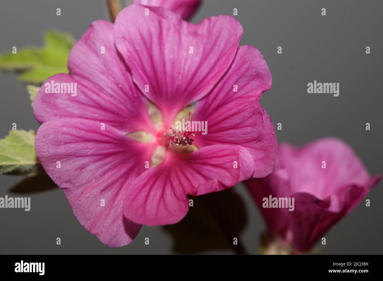 Purple wild flower blossom close up malva arborea family malvaceae ...
