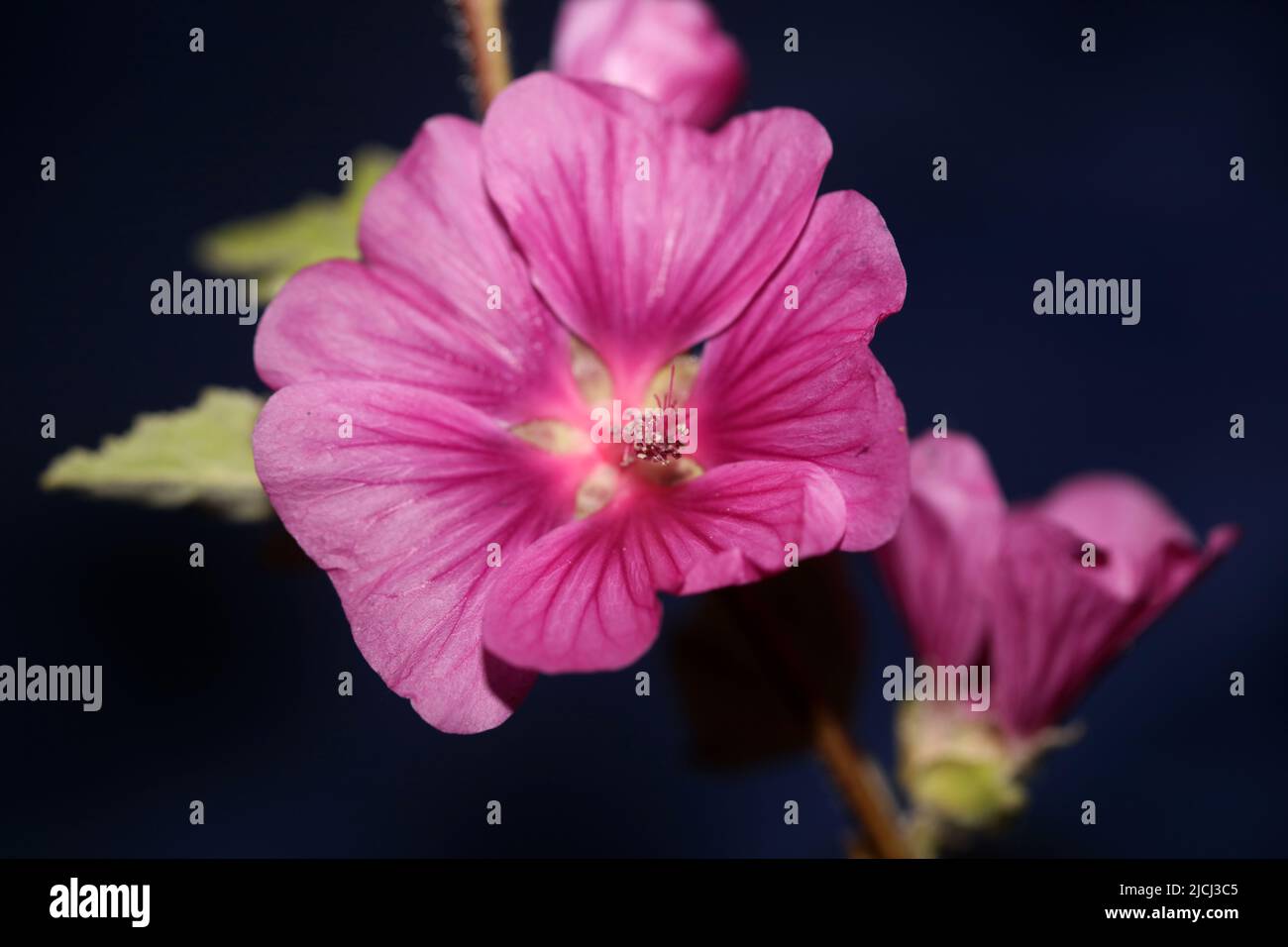 Purple wild flower blossom close up malva arborea family malvaceae ...