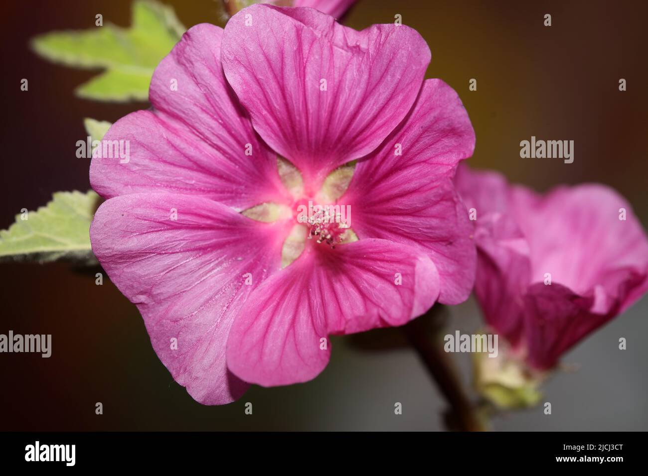 Purple wild flower blossom close up malva arborea family malvaceae ...