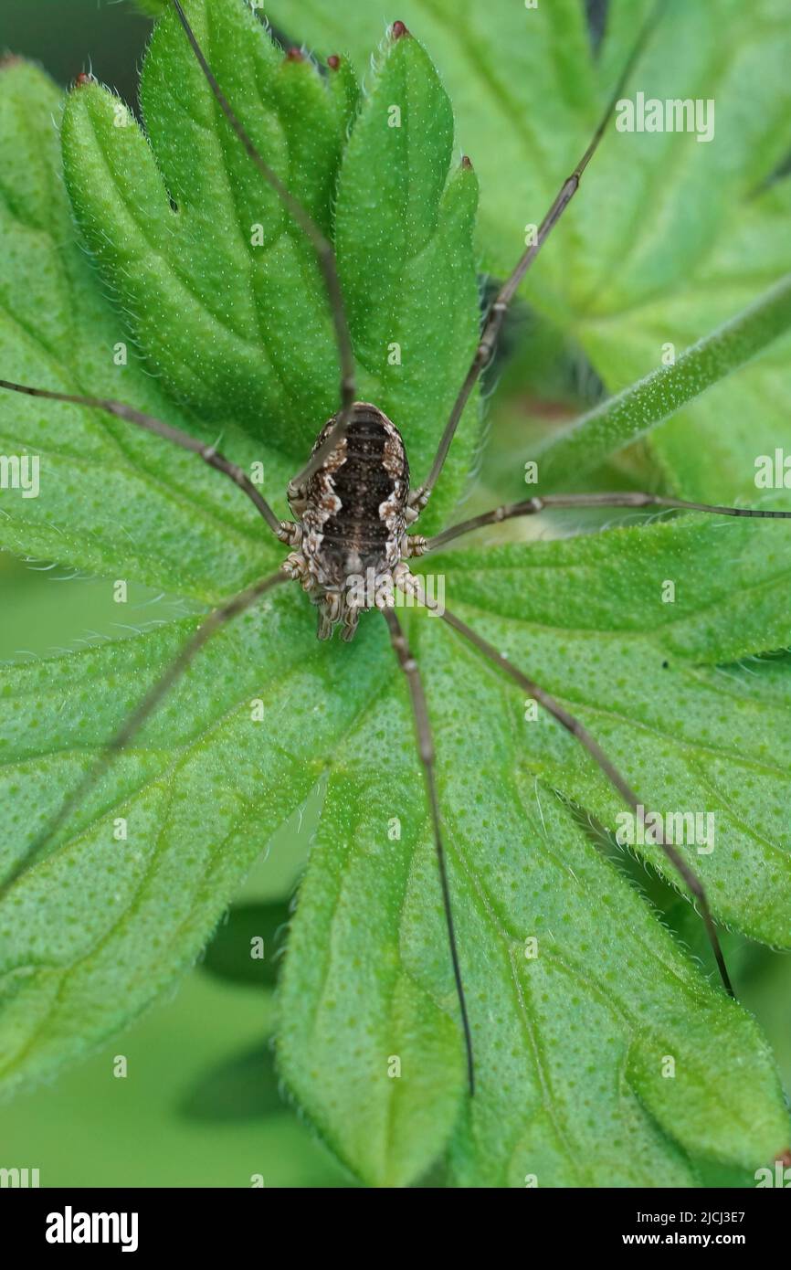 Vertical closeup on a common harvestman, Daddy longlegs, Phalangium ...