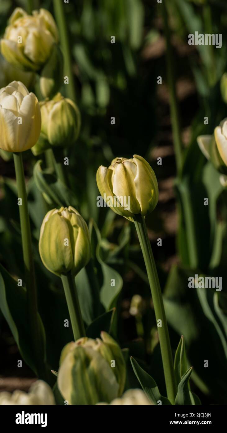 a bright tulip. spring flower. floral background for the screensaver ...