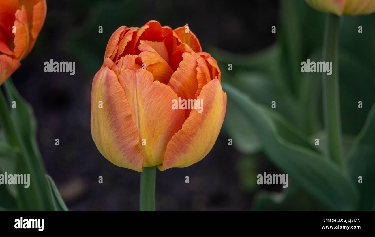 a bright tulip. spring flower. floral background for the screensaver ...