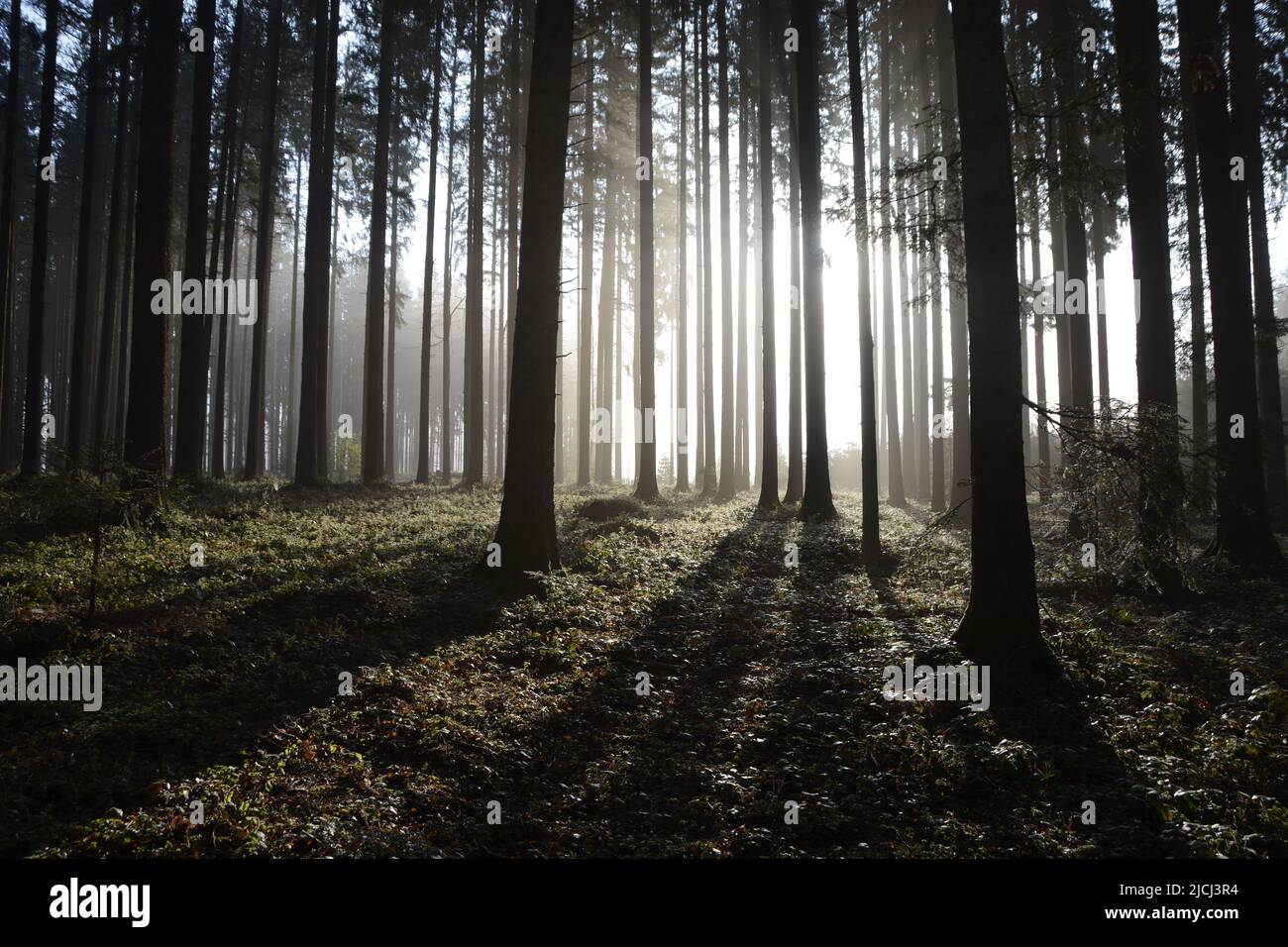 Sun shining through forest trees early morning throwing long shadows ...