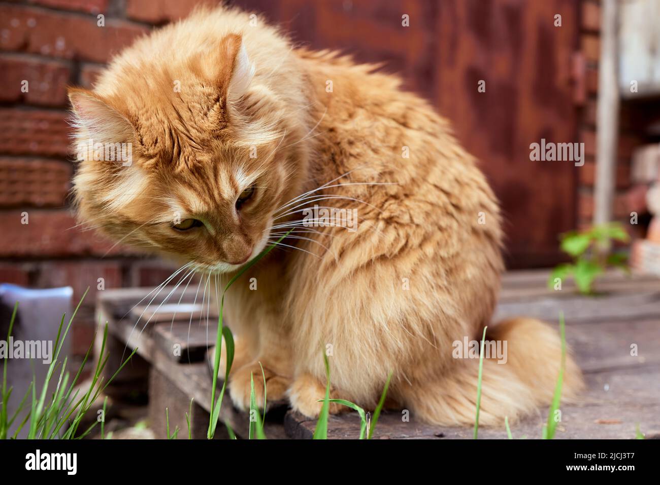 Lovely thoroughbred redhead kitten. Breed Kurilian Bobtail. Hypoallergenic breed of cats Stock ...