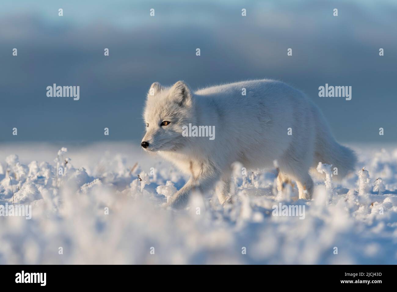 Wild arctic fox (Vulpes Lagopus) in tundra in winter time. White arctic ...